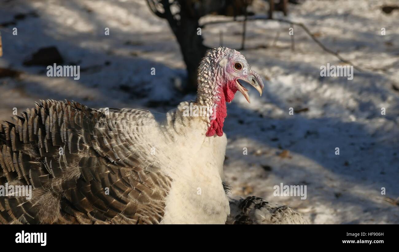 turkey cries in the winter on snow Thanksgiving Day Stock Photo - Alamy