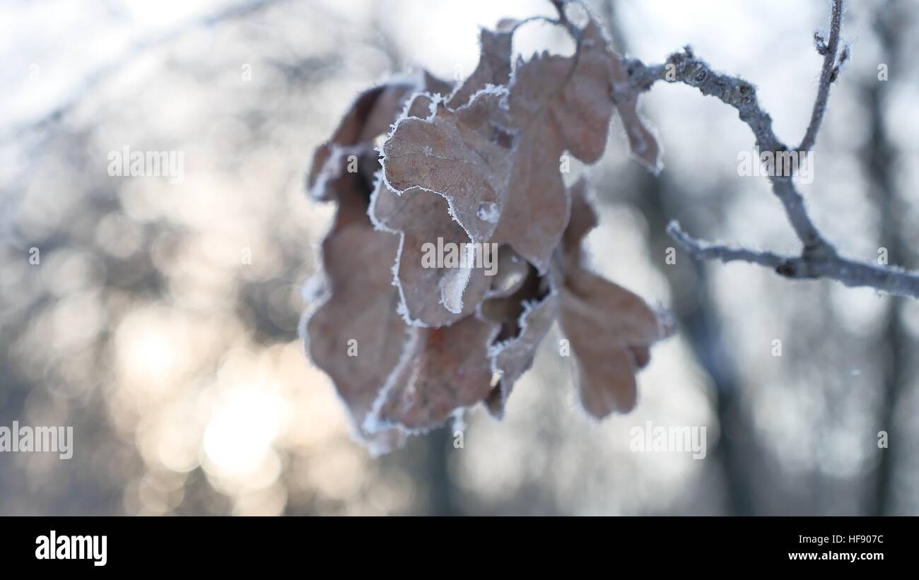frozen oak branch in the woods in the snow nature sunlight landscape ...