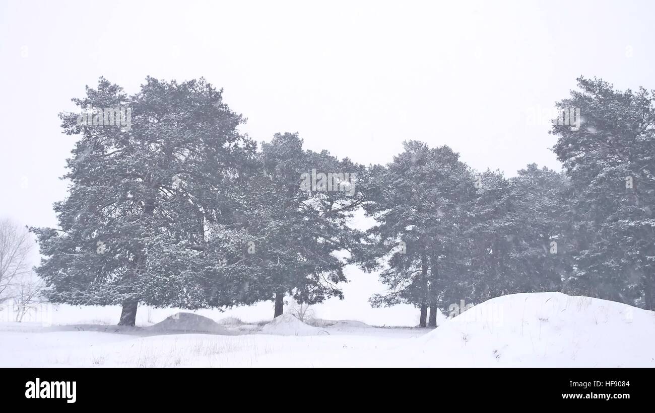 Beautiful christmas nature tree blizzard in winter landscape in late ...