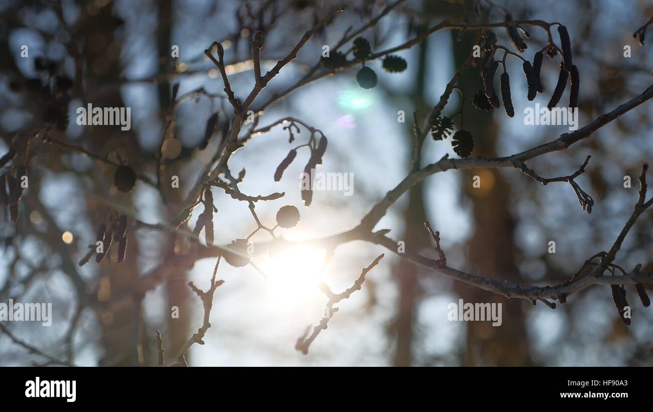 alder tree branch buds swaying in wind spring nature offensive ...