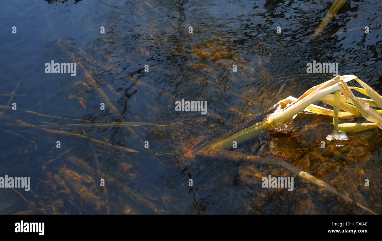 forest stream for rock seaweed underwater nature landscape Stock Photo ...