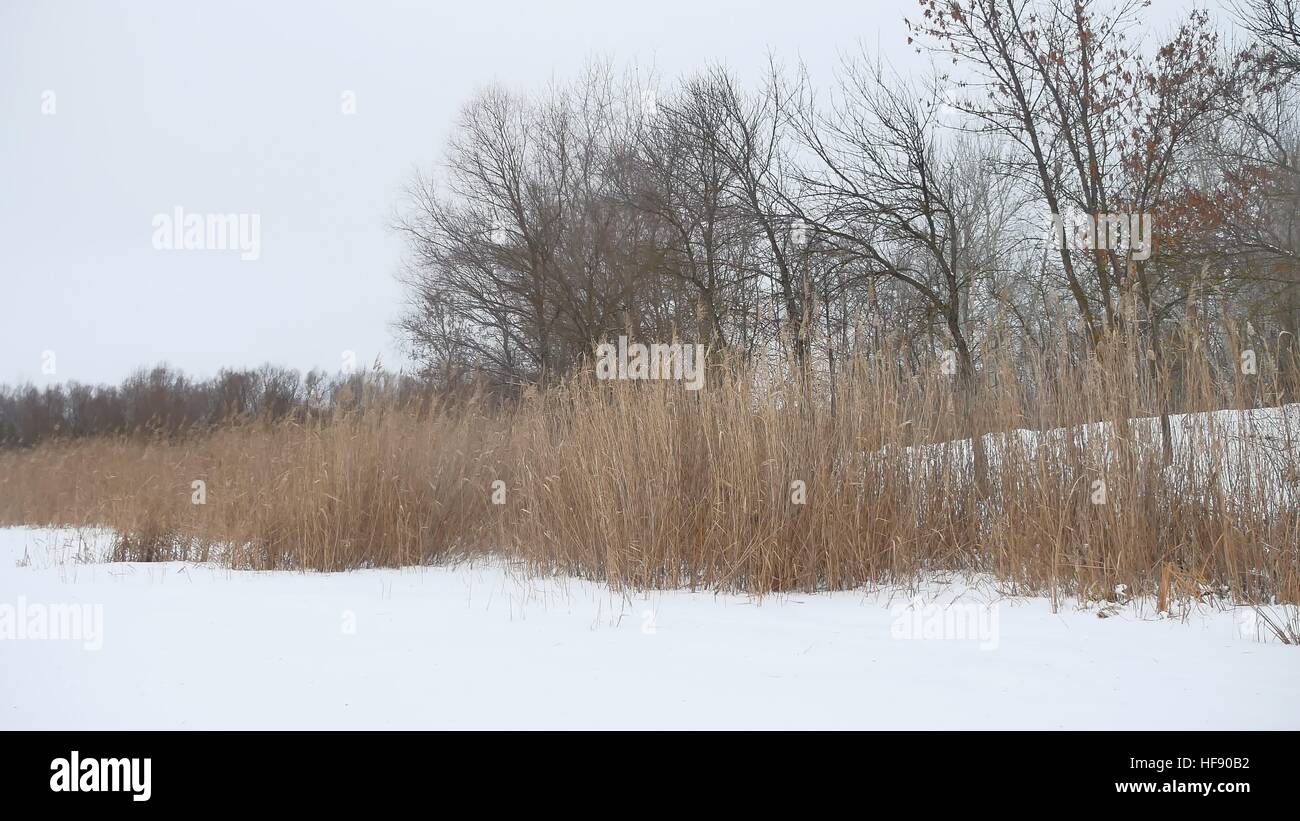 river snow dry a grass and trees nature winter beautiful landscape ...