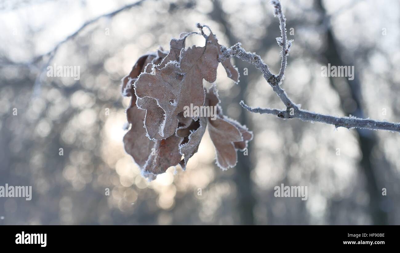 frozen oak branch in the woods in the snow nature landscape sunlight ...