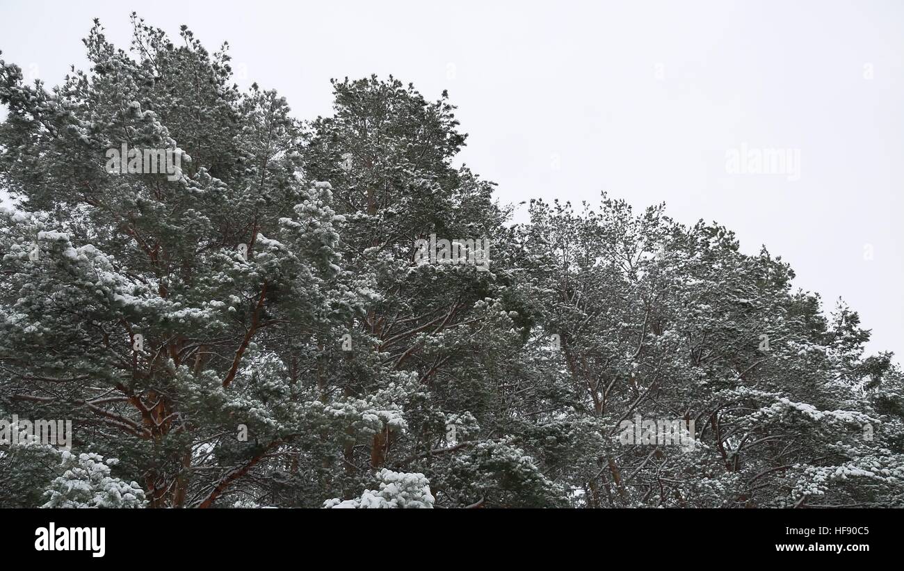 the treetops of pine forest christmas tree nature snow winter forest ...