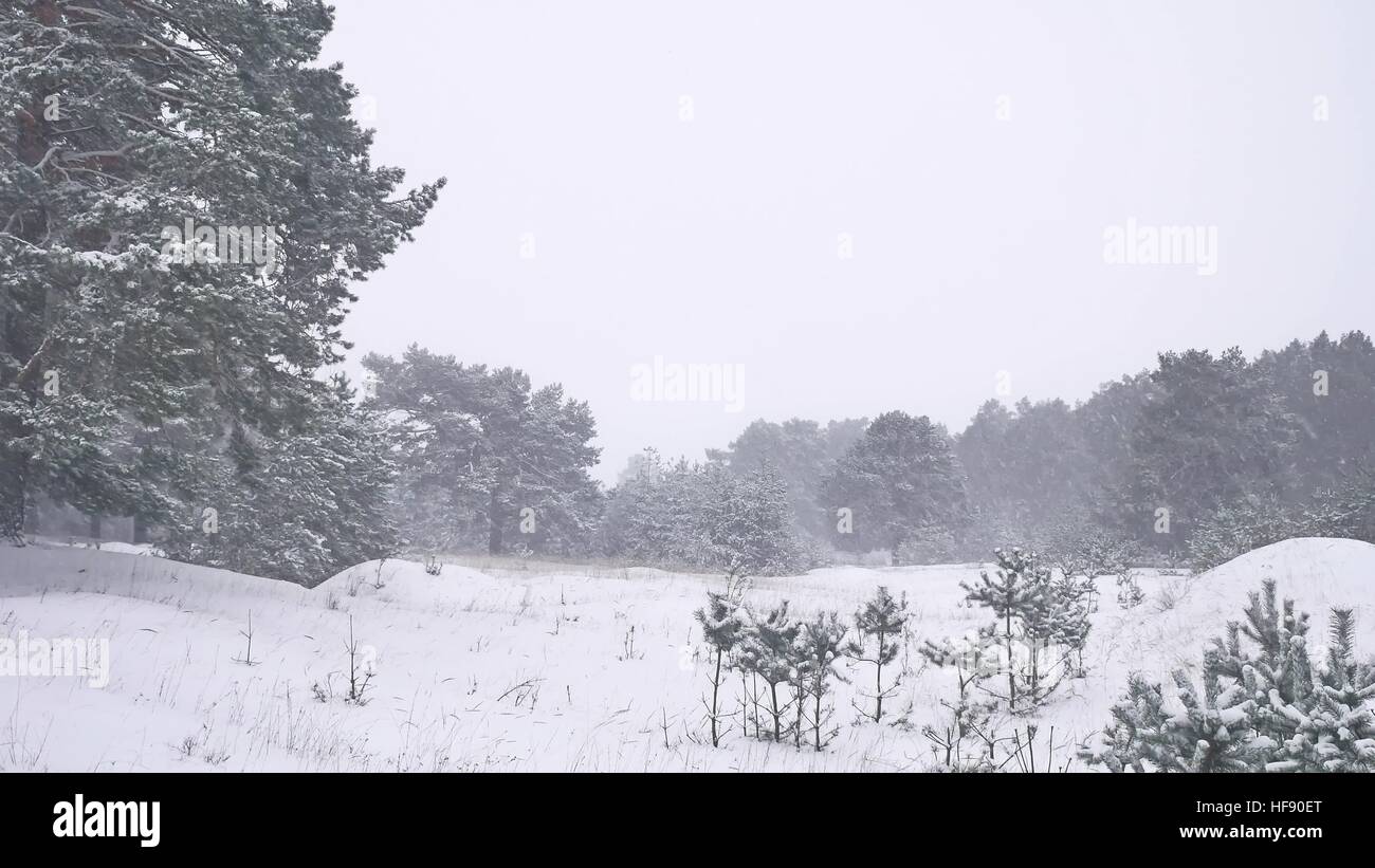 Beautiful christmas tree blizzard in winter landscape nature in late ...