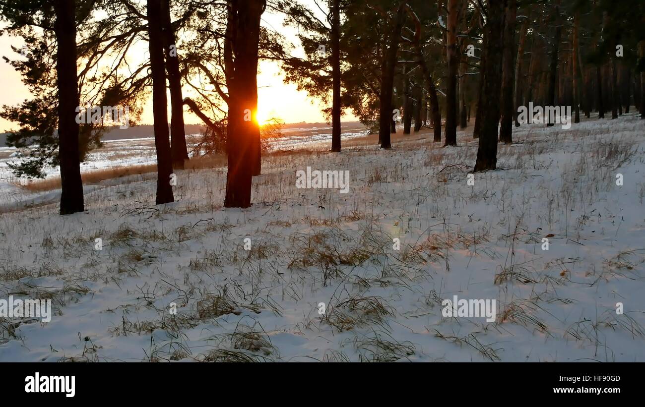 winter and sun forest landscape. christmas sunlight tree beautiful sun ...