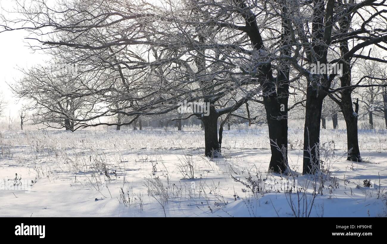 trees in snow winter field snowing nature landscape sunlight Stock ...