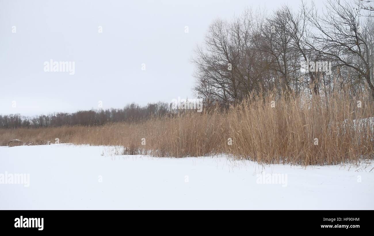 river snow dry a grass and trees nature winter beautiful landscape ...