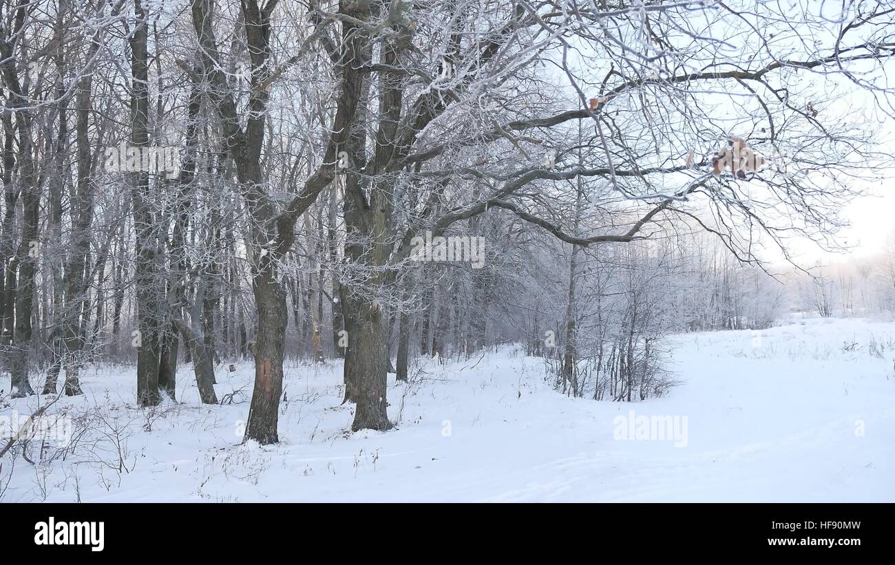 oak forest Winter trees in the snow nature landscape beautiful ...