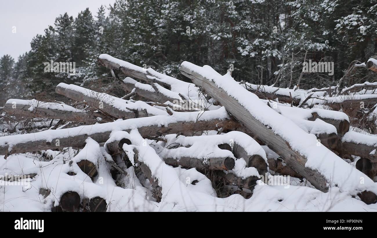 sawmill logs of pine trees in snow winter forest Christmas nature tree ...
