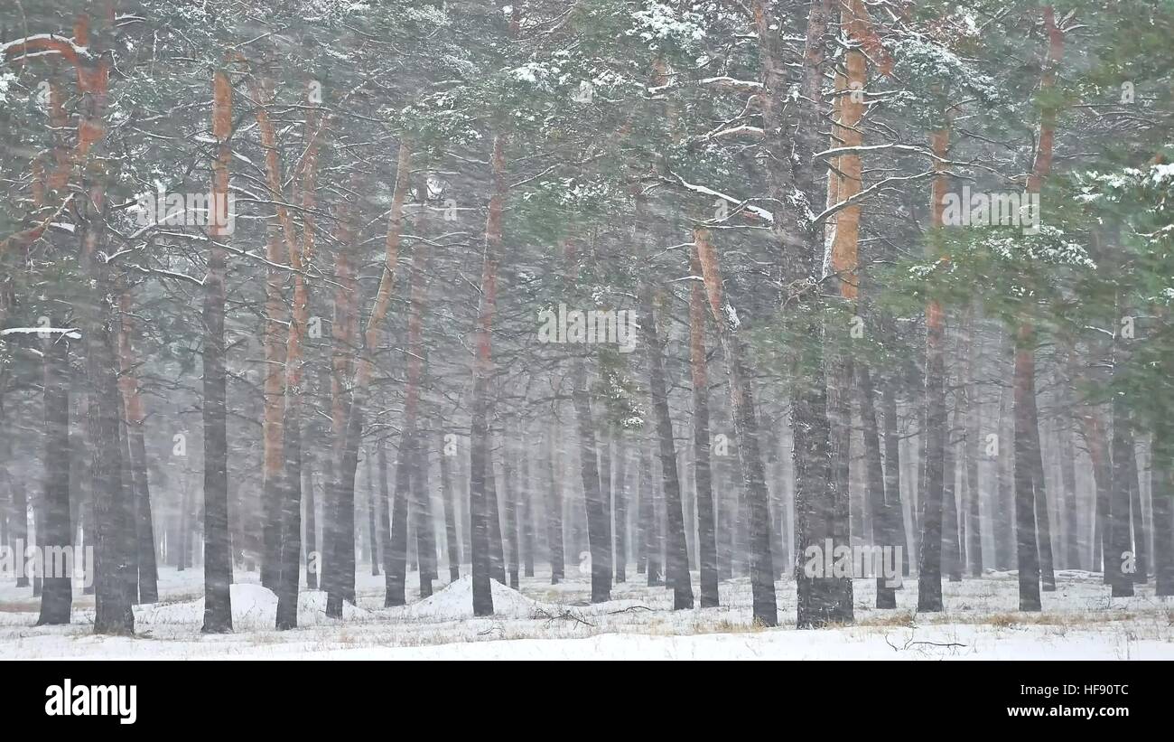 Beautiful blizzard christmas nature tree in winter landscape in late evening in snowfall ...