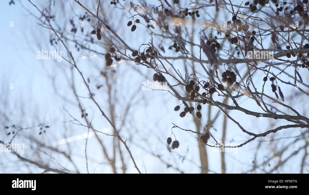 alder tree branch buds swaying in the wind nature landscape offensive ...