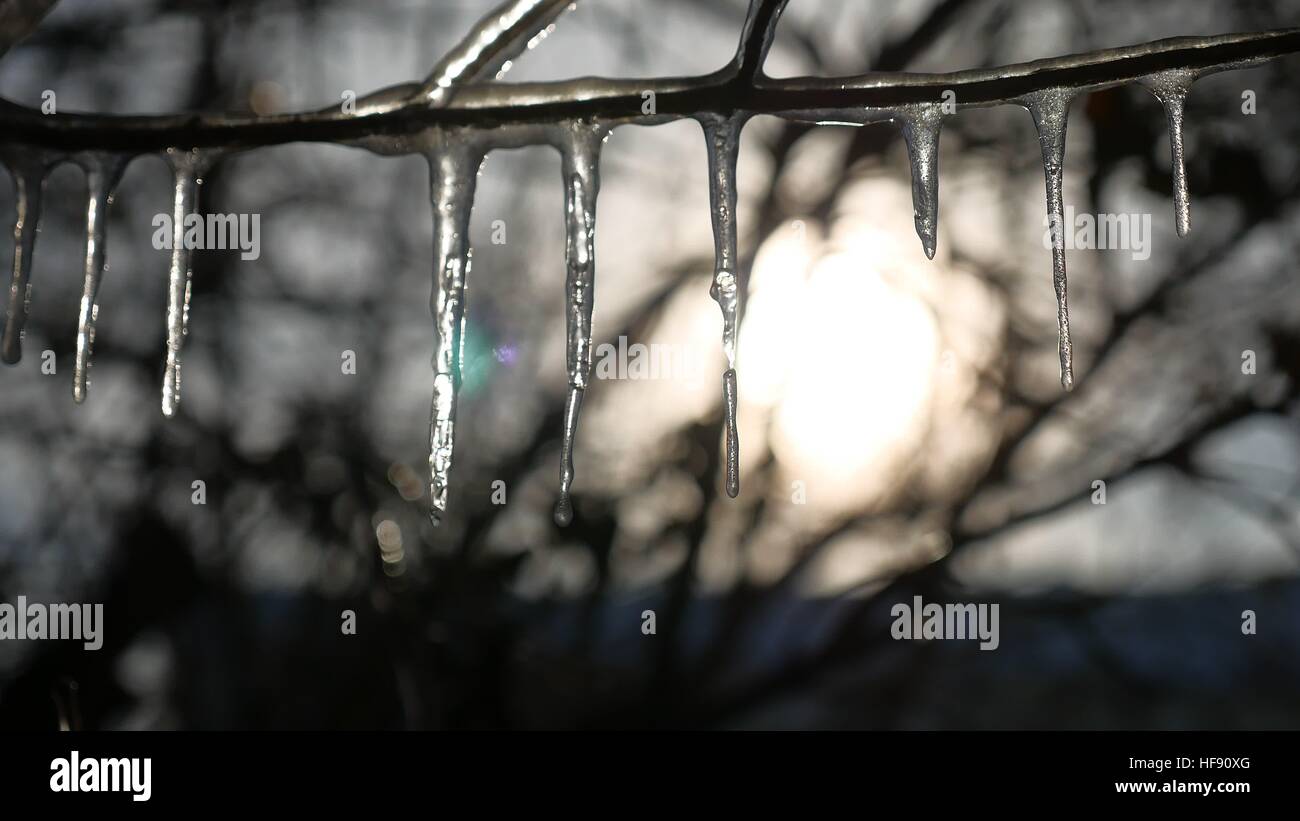 icicles on tree branches frozen water drips sunset sunshine landscape ...