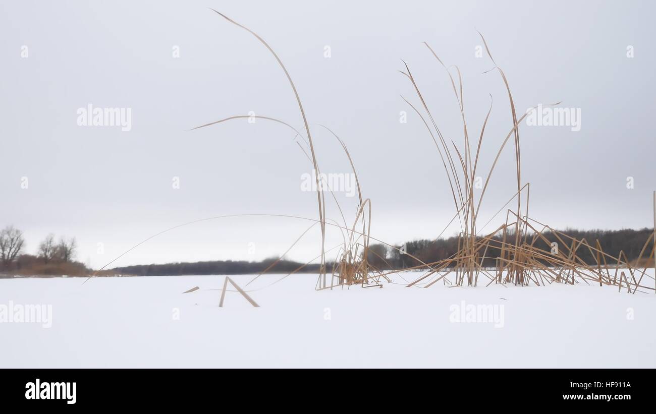 river snow dry a grass and trees nature beautiful landscape winter ...