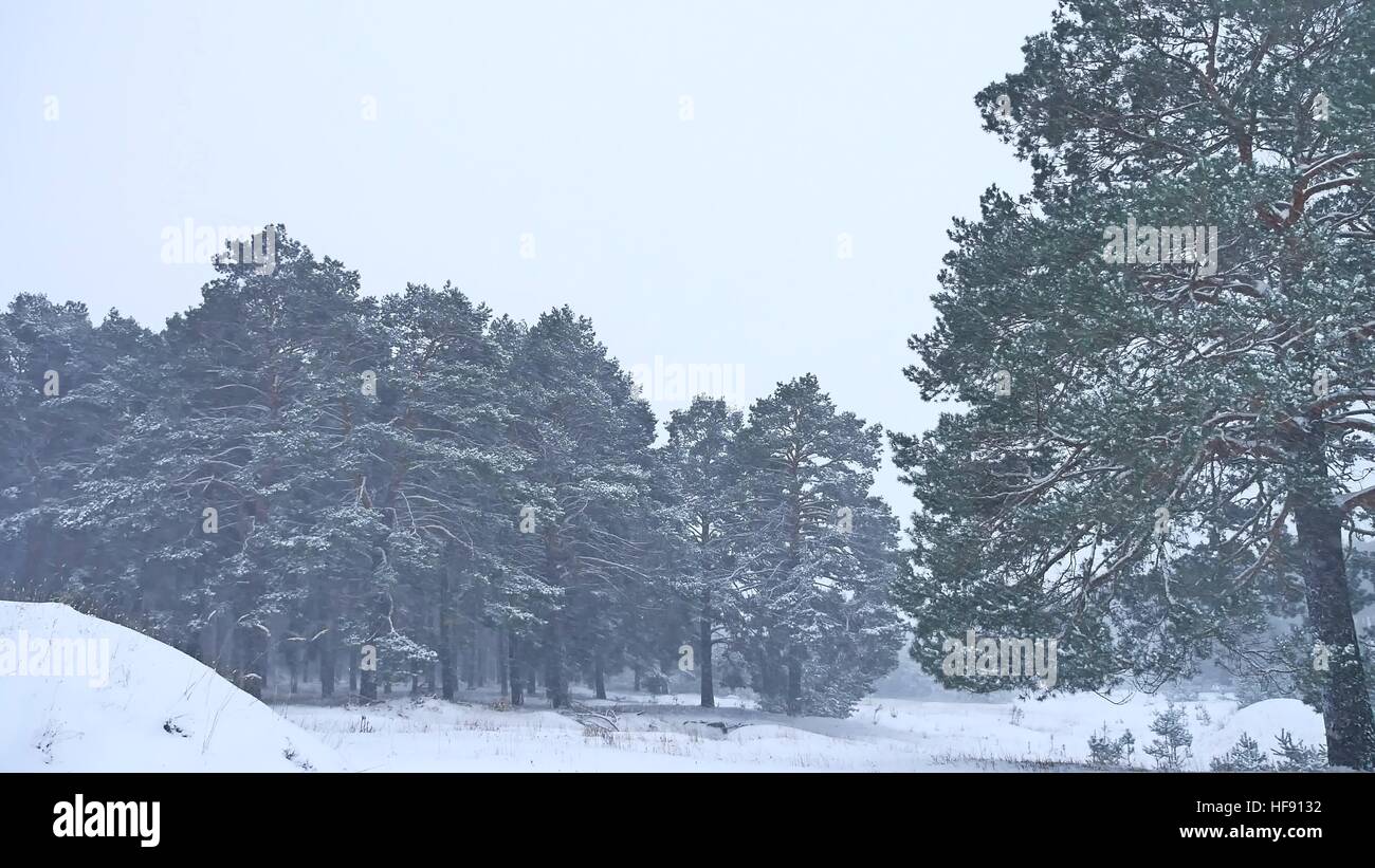 Beautiful christmas blizzard tree in winter landscape in late evening ...