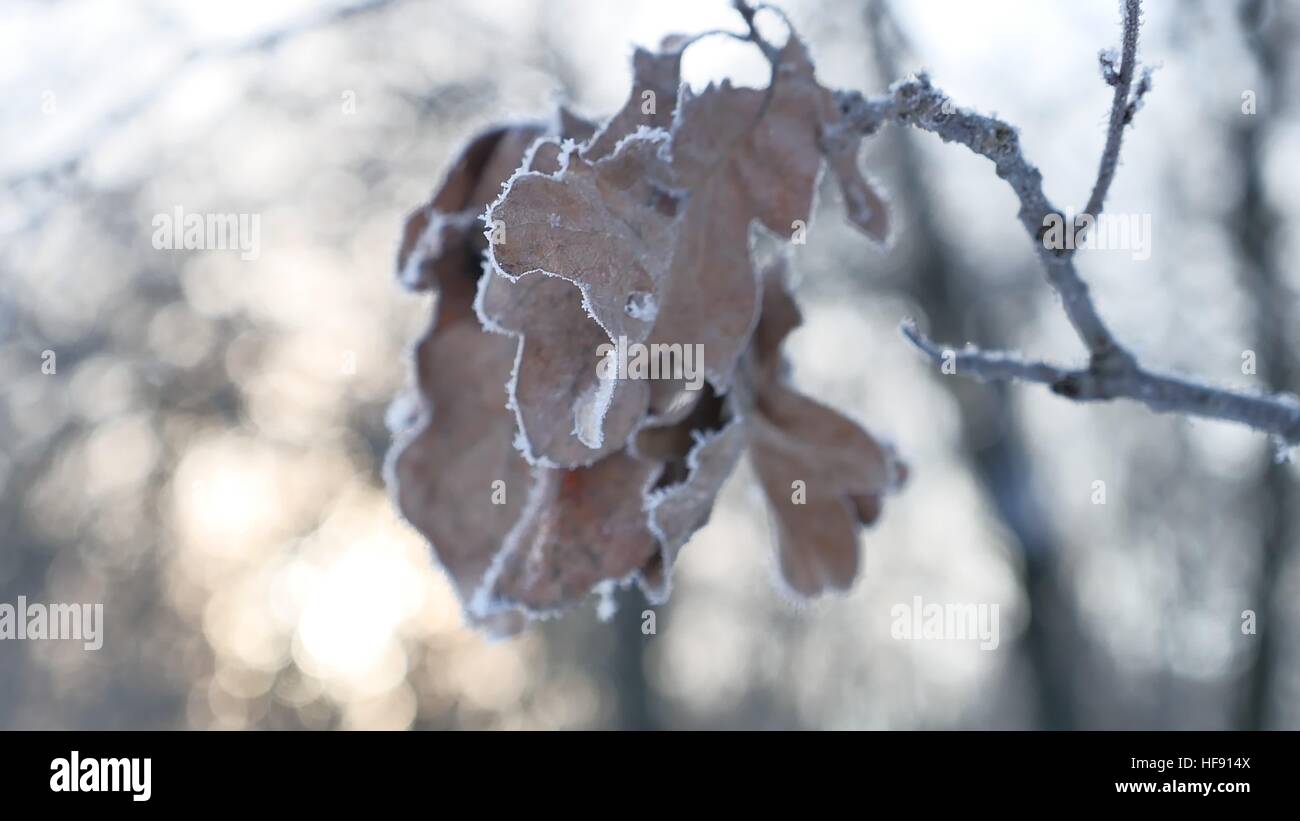 frozen oak branch in the woods in the snow nature sunlight landscape ...