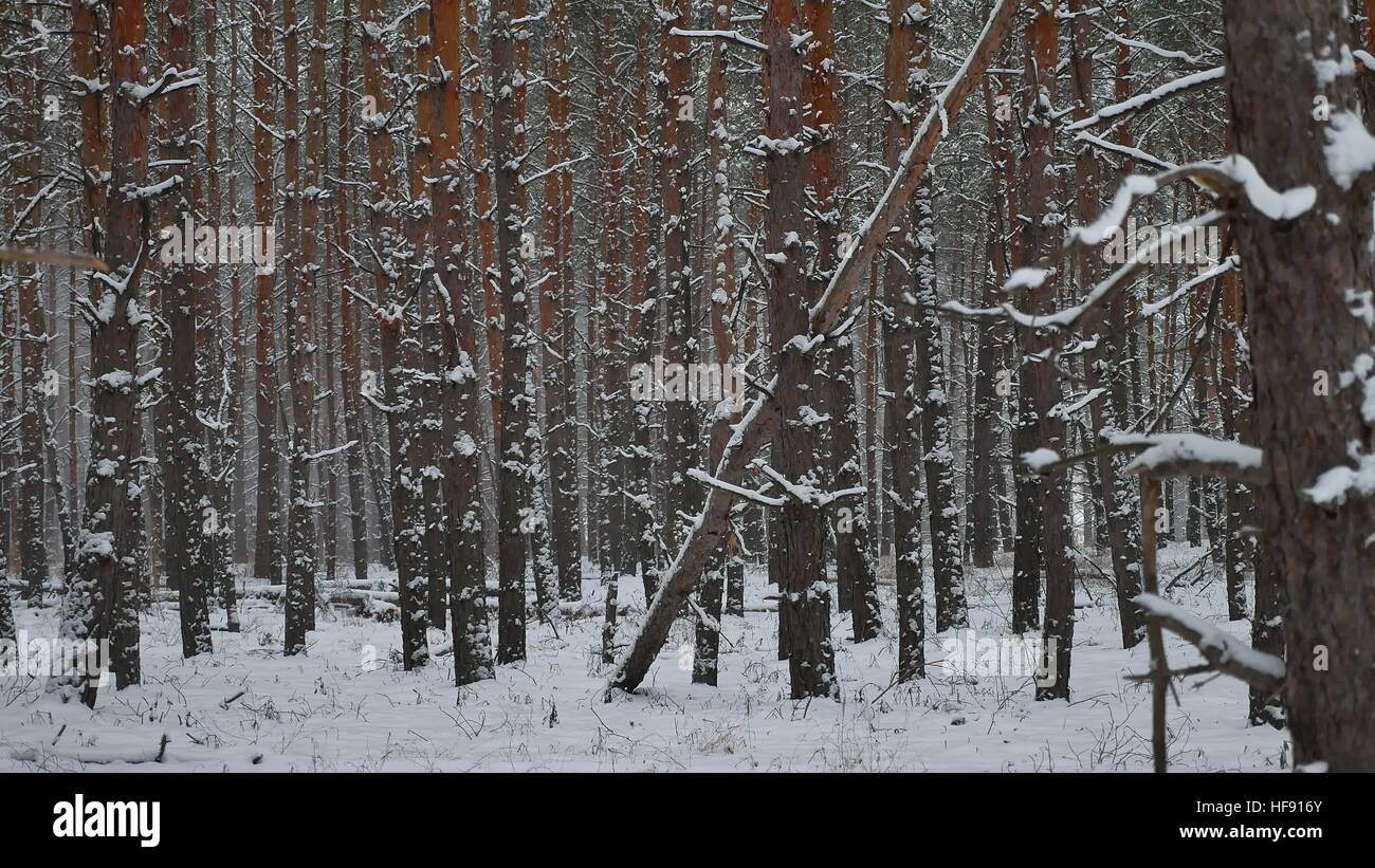 Winter wind storm nature forest snowing pine forest with winter snow ...