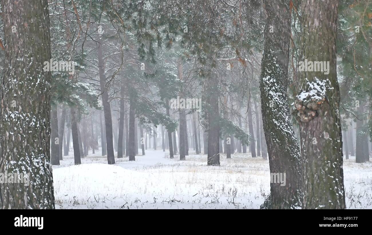 Beautiful blizzard christmas tree in winter landscape in late nature evening in snowfall ...
