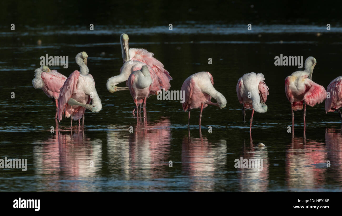 Roseate Spoonbills Platalea Ajaja J N Ding Darling National