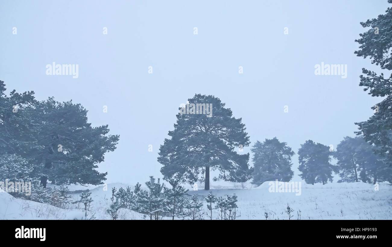 Beautiful christmas tree blizzard in winter landscape in late evening ...