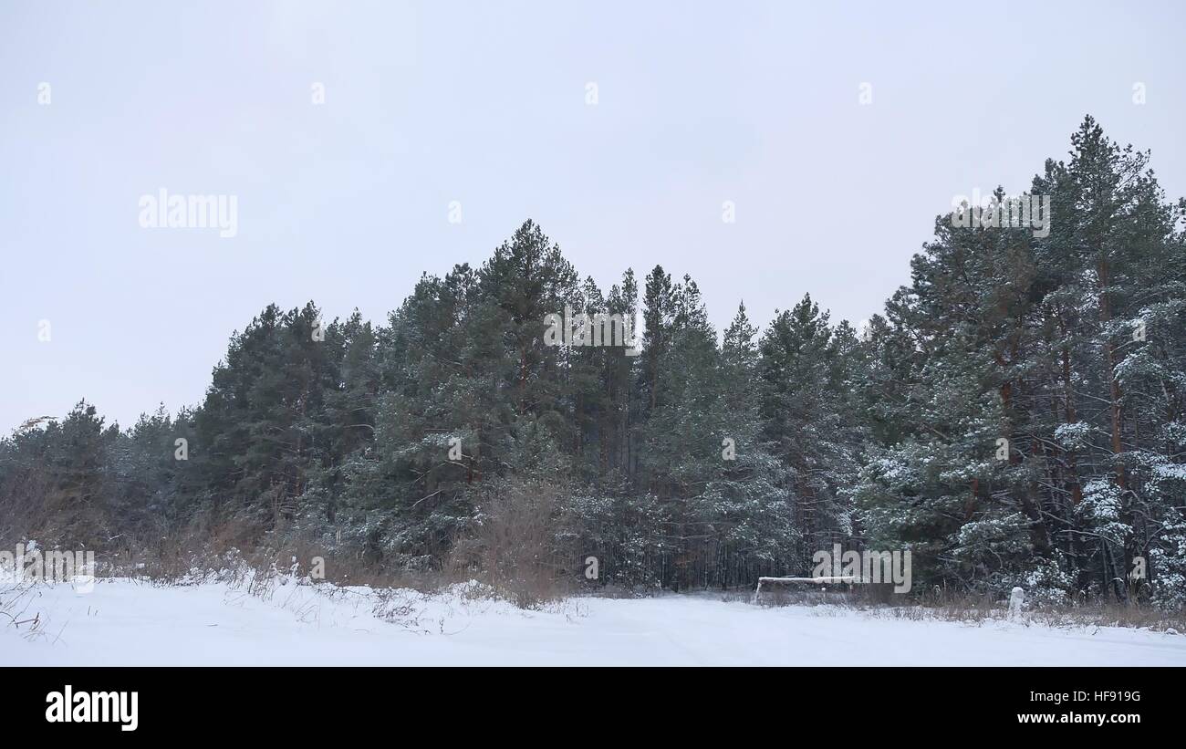 the tops of evening christmas nature tree trees in the winter snow ...