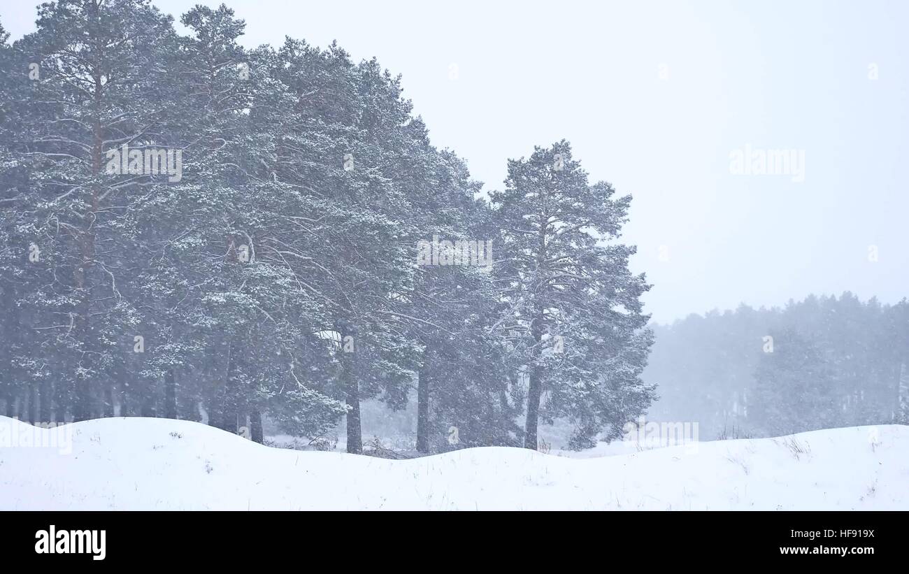 Beautiful christmas blizzard tree nature in winter landscape in late ...