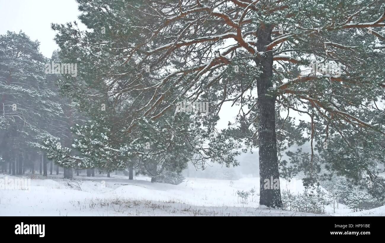 Beautiful christmas tree blizzard in winter landscape in late evening ...