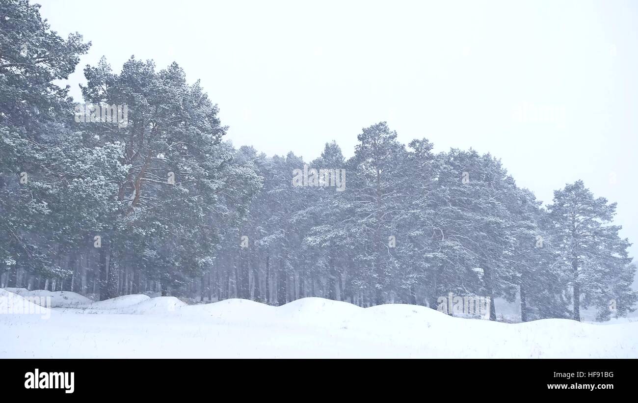 Beautiful christmas blizzard tree in nature winter landscape in late ...