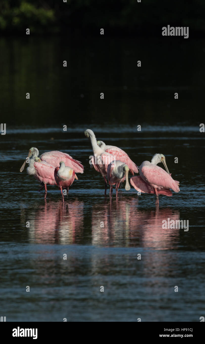 Roseate Spoonbills Platalea Ajaja J N Ding Darling National