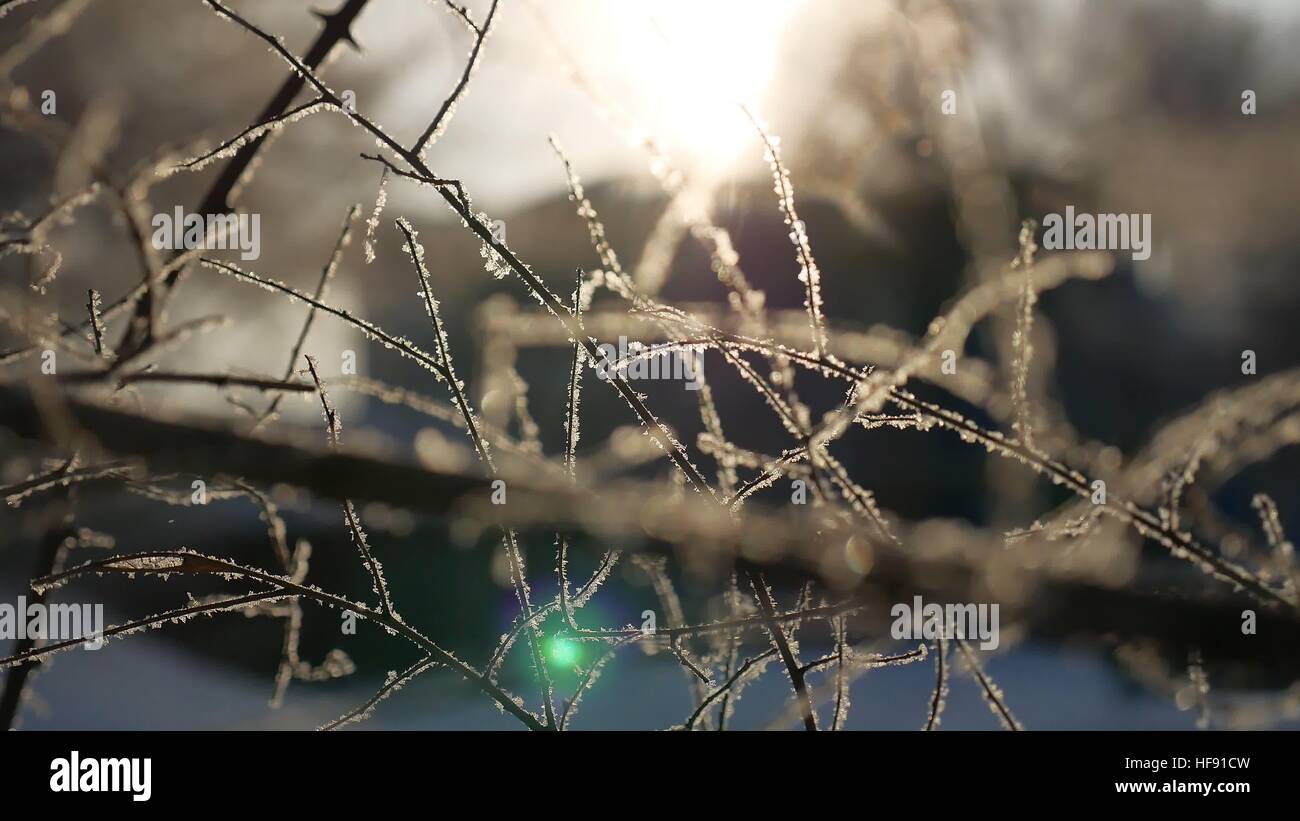 frozen winter tree branches sun glare beautiful sunlight the landscape ...