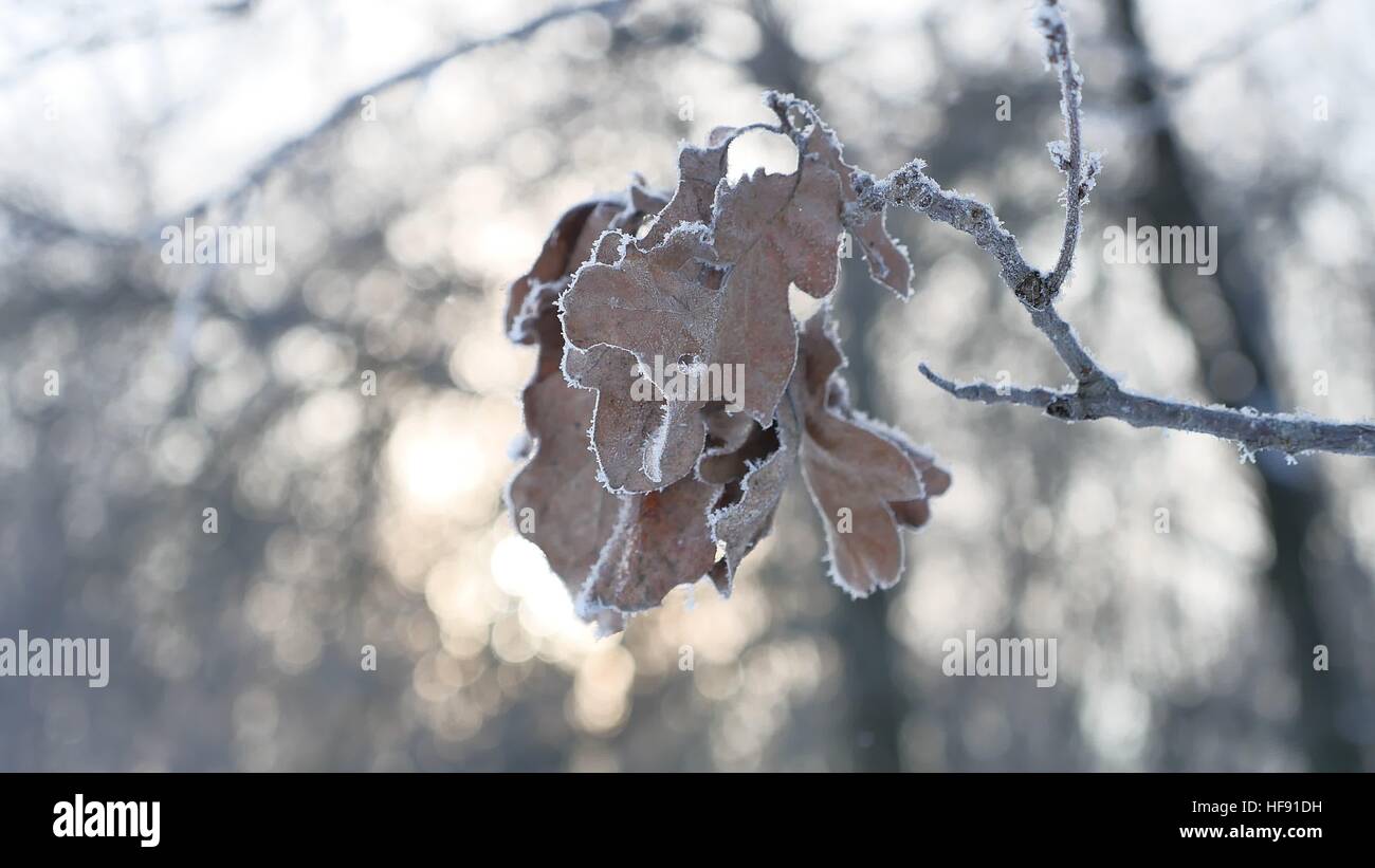 frozen oak branch in the woods in the snow nature landscape sunlight ...