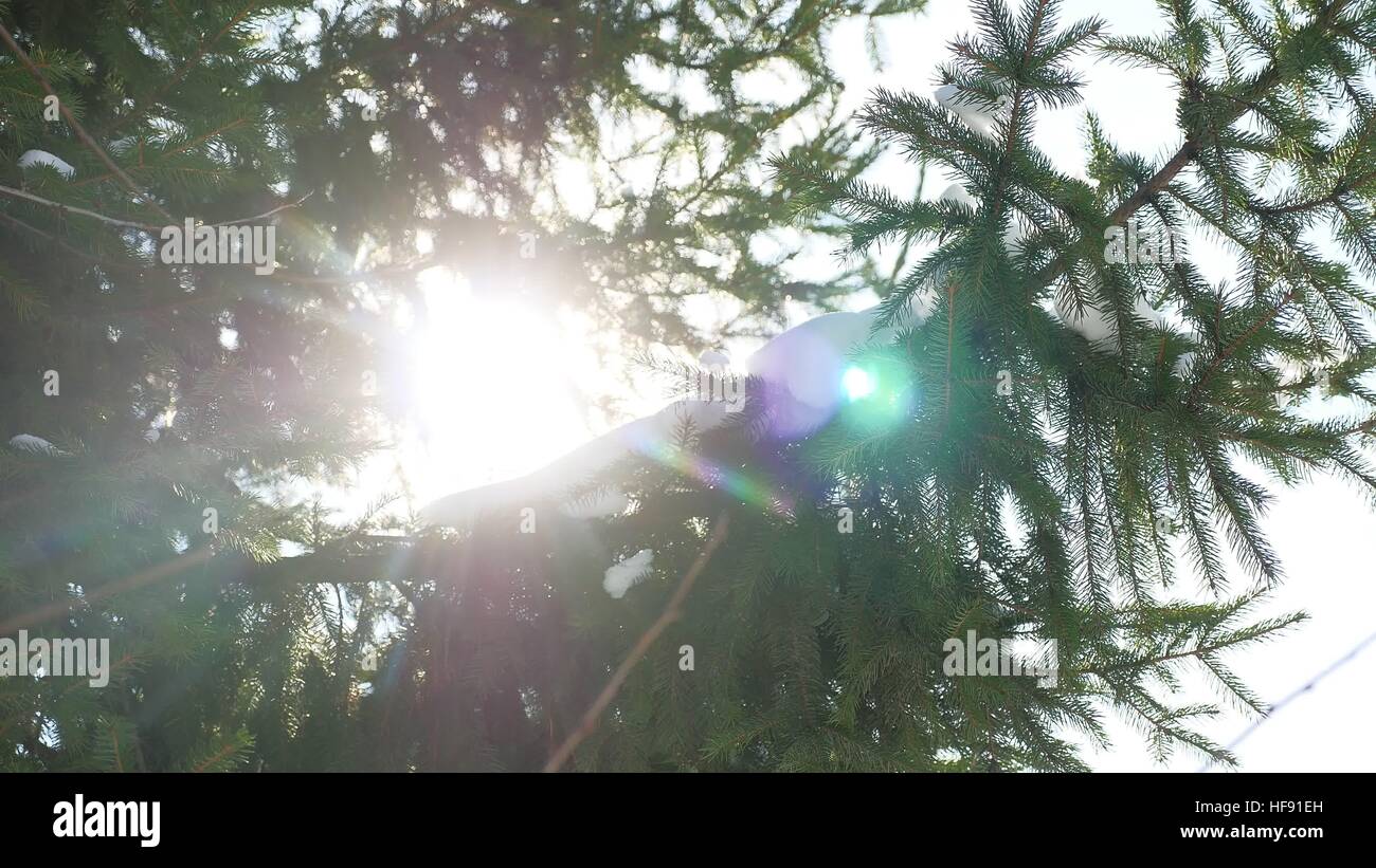 Winter fir tree nature snow sun glare on the branches of spruce ...