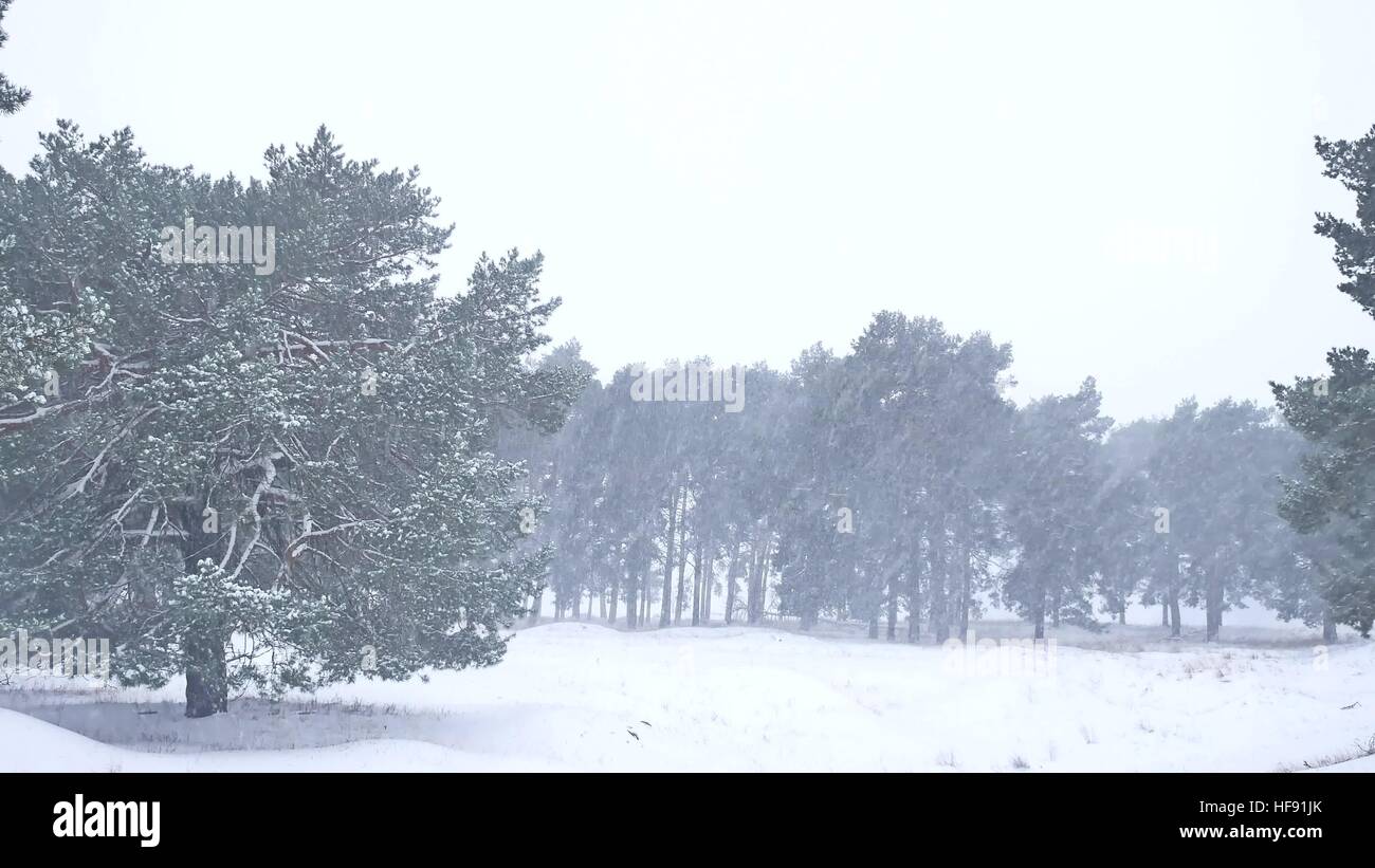 Beautiful christmas blizzard tree in winter landscape in late evening ...