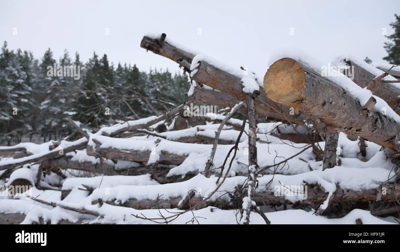 sawmill logs of pine trees in snow winter forest nature Christmas tree ...