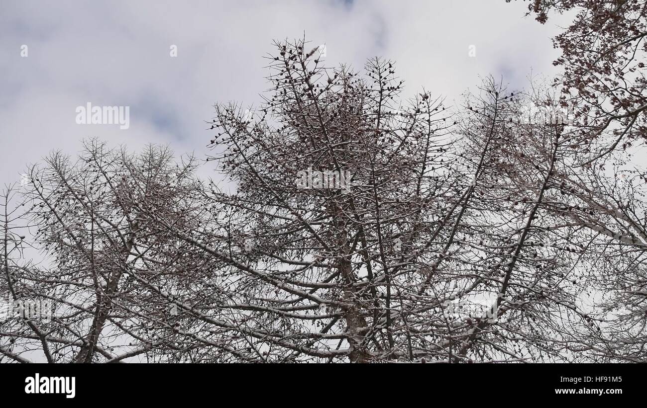 dry branches tree with pine cones winter snow landscape nature Stock ...
