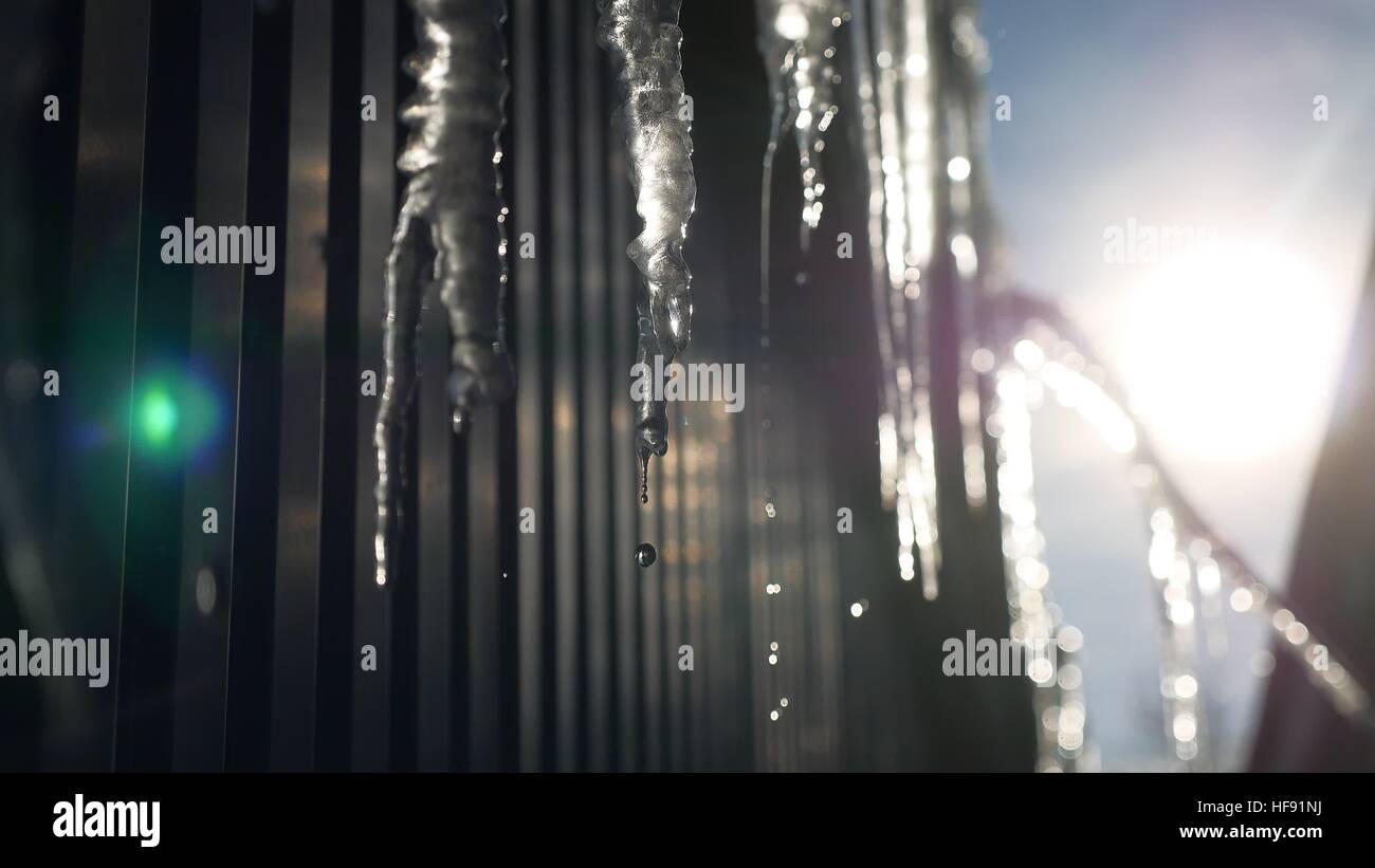 cicles drop of water drips down abstract blue winter ice background of ...