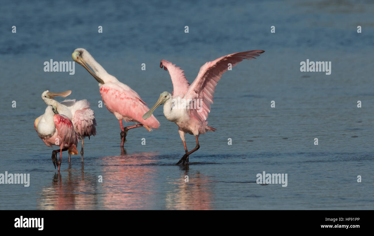 Roseate Spoonbills (Platalea ajaja), J.N. ''Ding'' Darling National ...