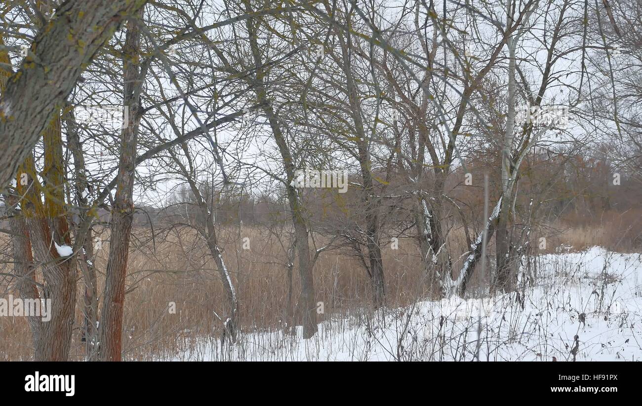 Winter wild forest dry tree trunks beautiful landscape in the snow ...
