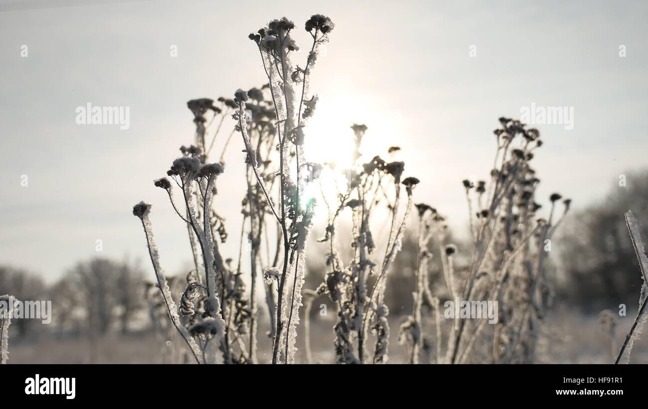 frozen grass sunlight sways in the wind in the winter snow falls nature ...