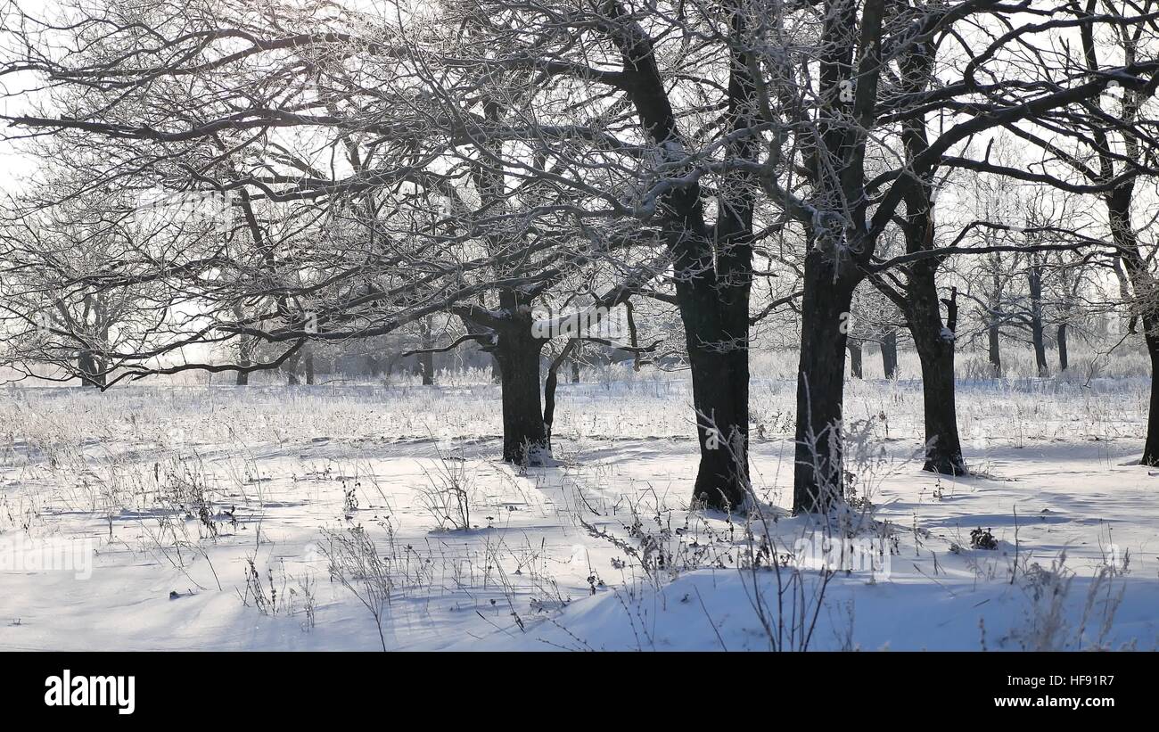 trees in snow winter field snowing nature landscape sunlight Stock ...