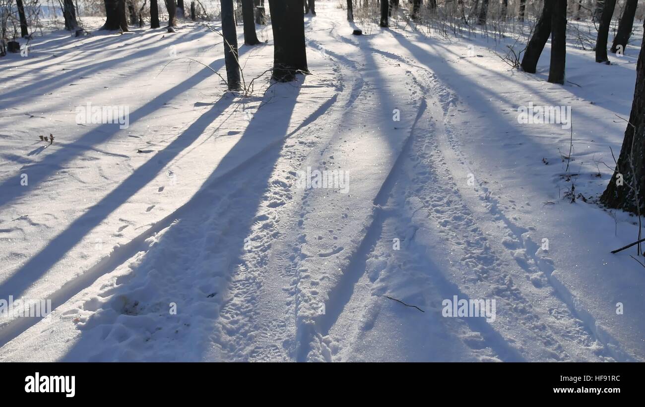 winter forest shade from the sun by trees beautiful nature landscape ...