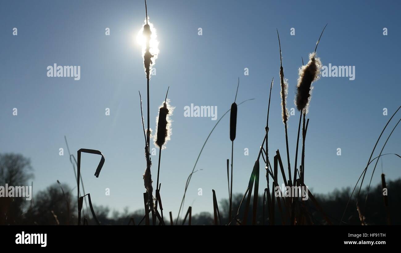 cattail grass silhouetted against the blue sky winter nature landscape ...