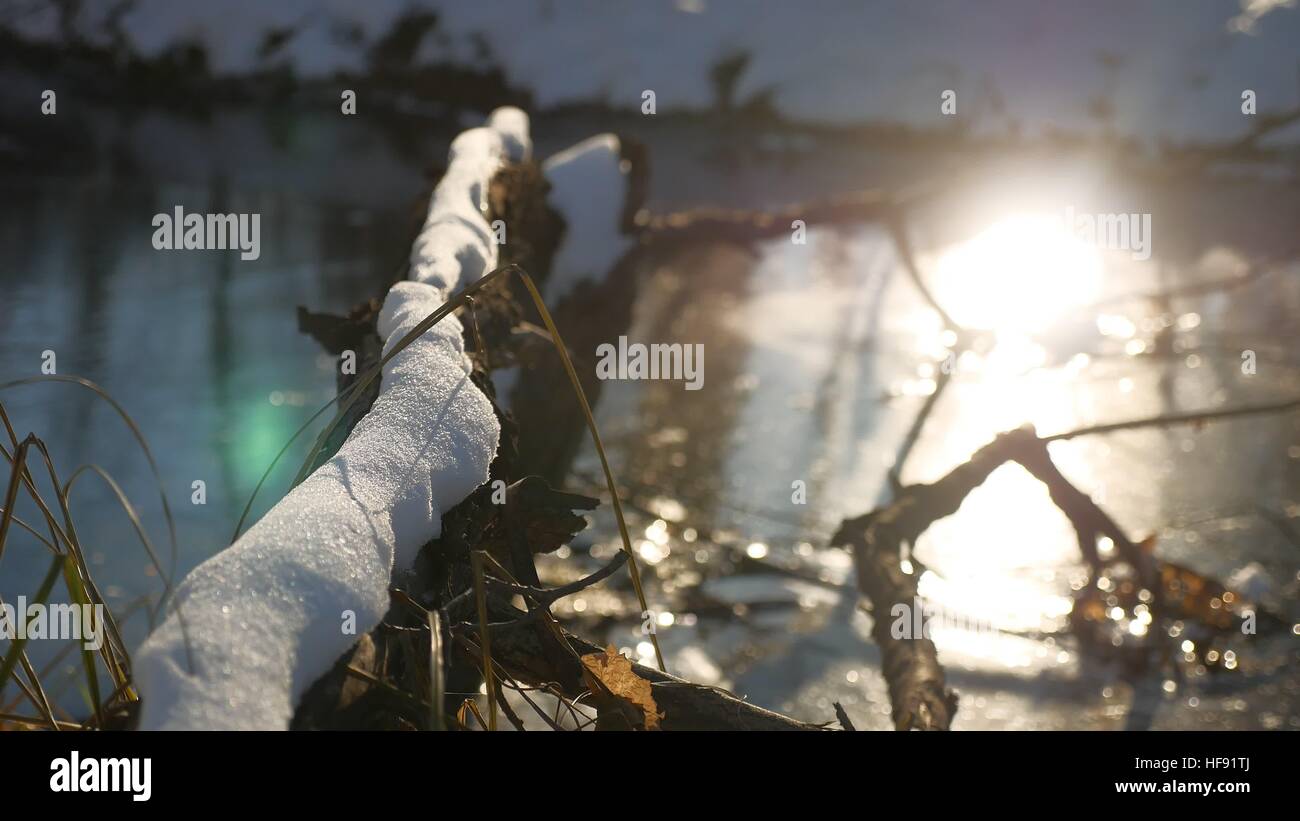 tree branch frozen in the ice forest river nature sunlight landscape ...