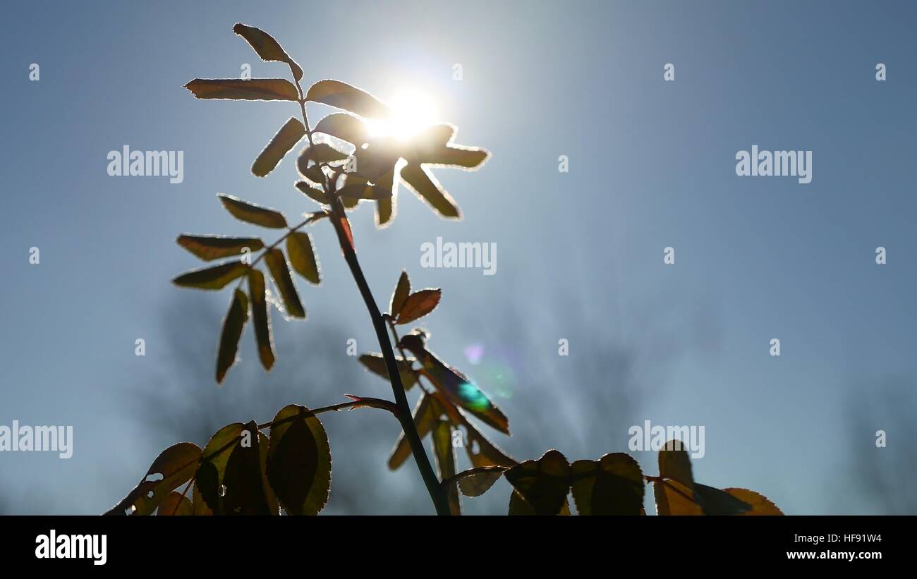 young branch of a tree swaying in sunlight the wind silhouette glare of ...