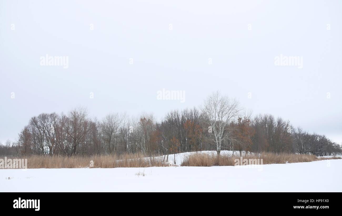 river snow dry a grass and trees nature beautiful winter landscape ...