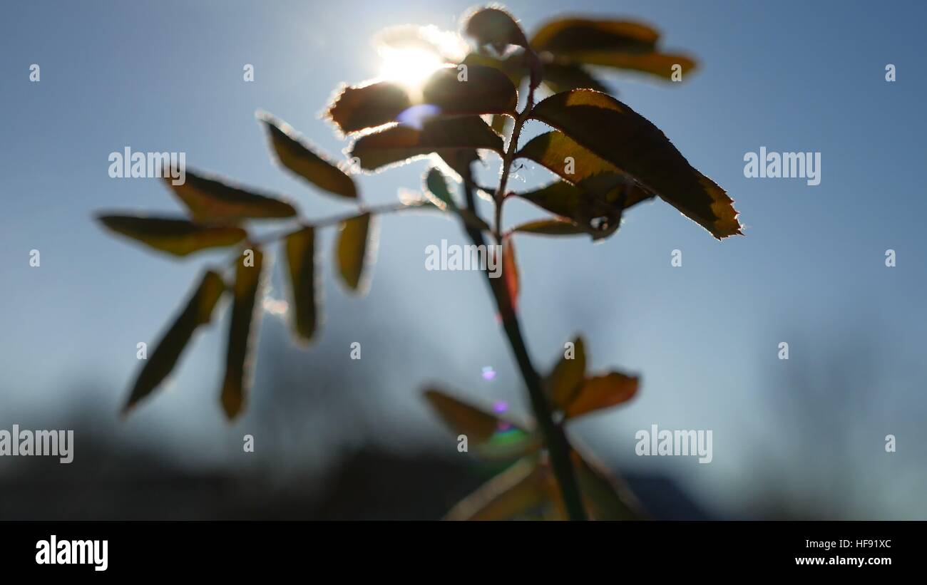 young branch of a tree swaying in the wind silhouette sunlight glare of ...