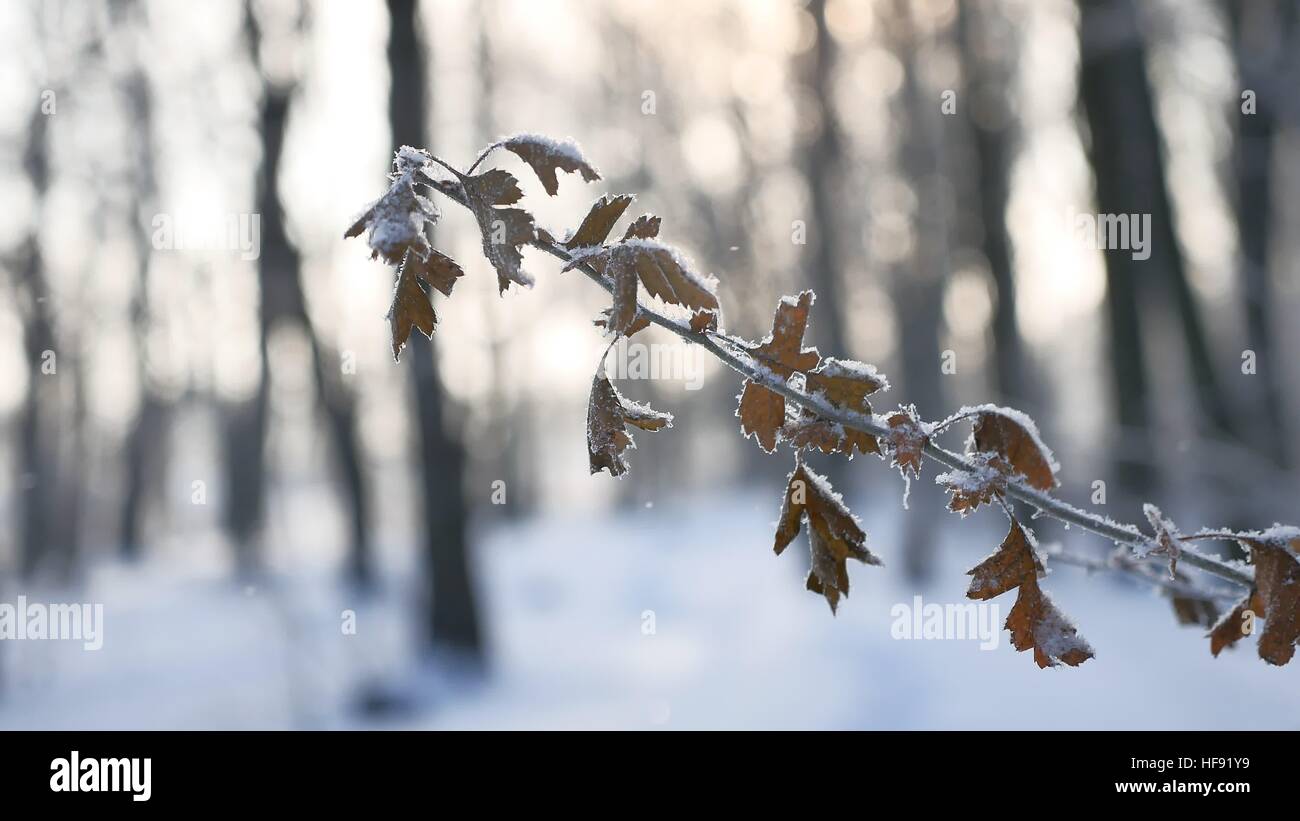 frozen oak branch in the woods in the snow nature landscape sunlight ...