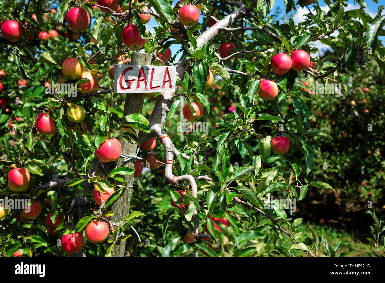 An apple orchard in Southwestern Ontario, Canada, with a wide selection ...