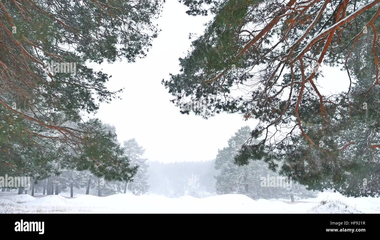 Beautiful blizzard christmas tree in winter landscape nature in late evening in snowfall ...