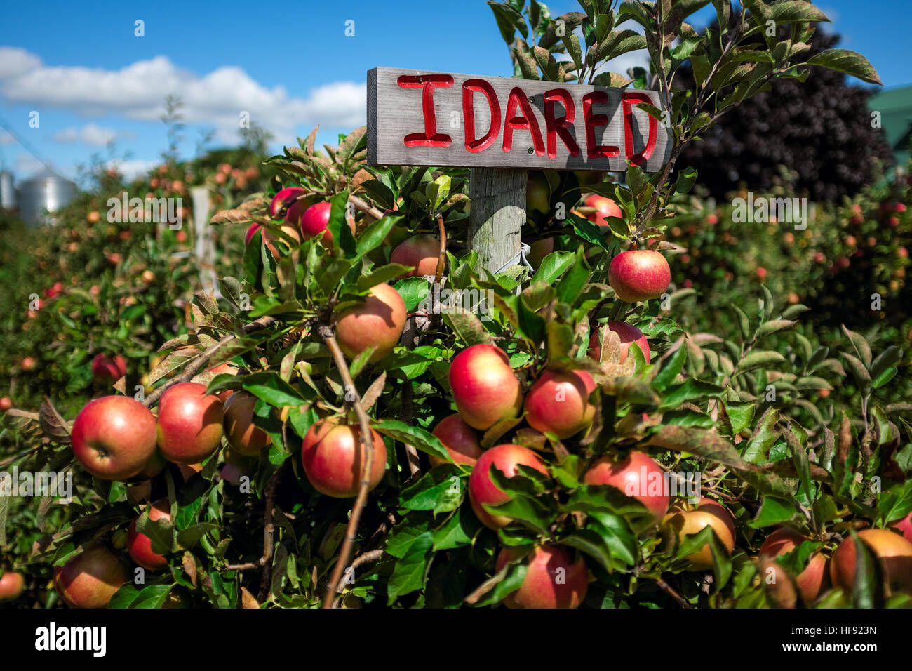 An apple orchard in Southwestern Ontario, Canada, with a wide selection ...